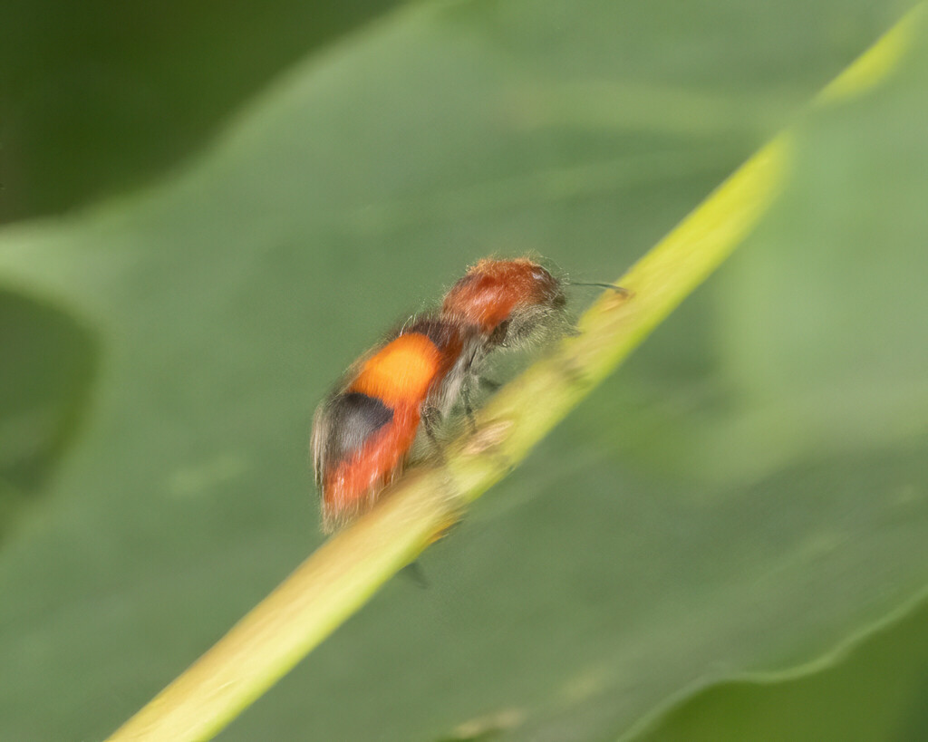 Enoclerus ichneumoneus from Herndon, PA, USA on June 27, 2023 at 12:17 ...
