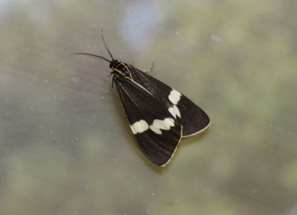 Australian magpie moth from King St, Flinders, VIC, AU on June 8, 2023 ...