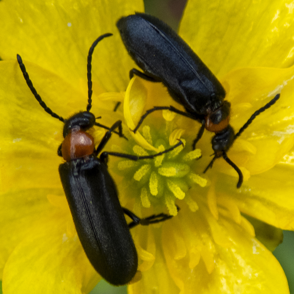 Nemognatha nemorensis from Shepard Settlement, Onondaga County, NY, USA ...