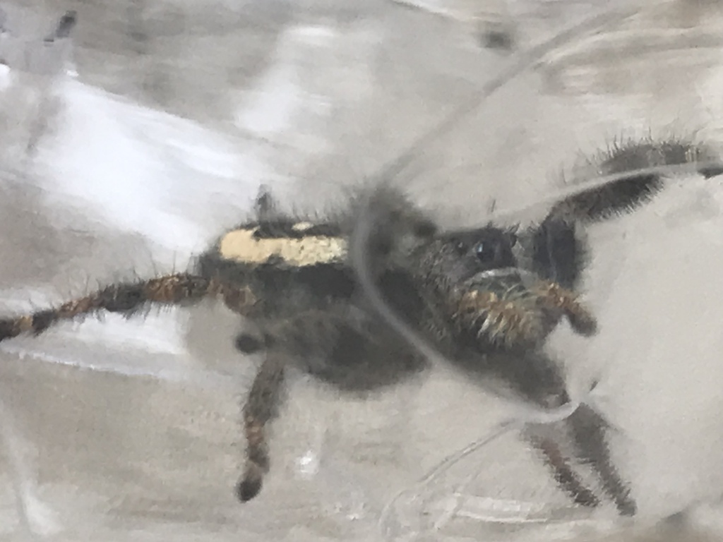Bold Jumping Spider from Siena Ct, Colorado Springs, CO, US on June 27 ...