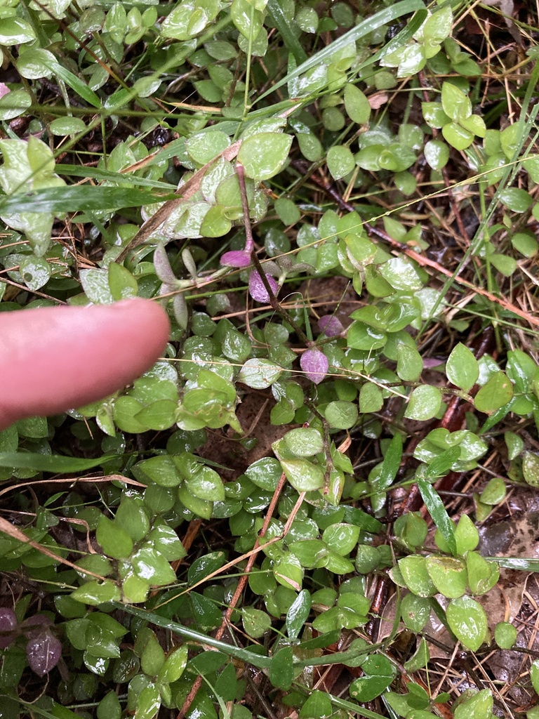 Turtle Vine from Shepherds Dr, Cherrybrook, NSW, AU on June 28, 2023 at ...
