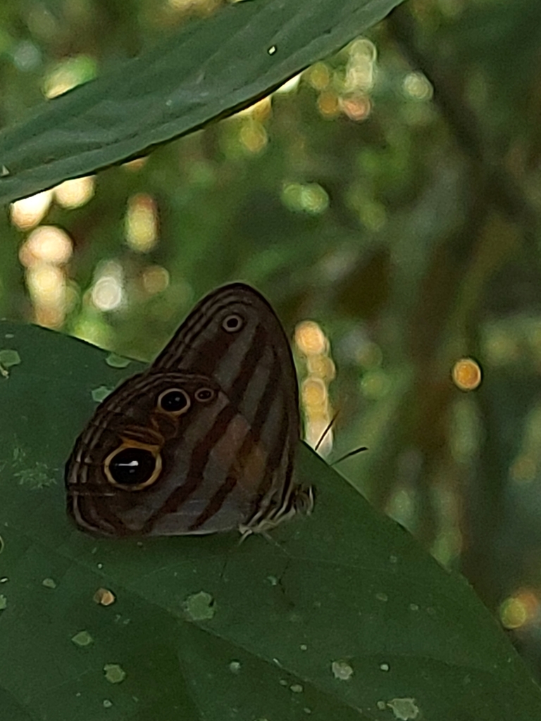 Trico tricolor from Tiputini Biodiversity Station on June 19, 2023 at ...