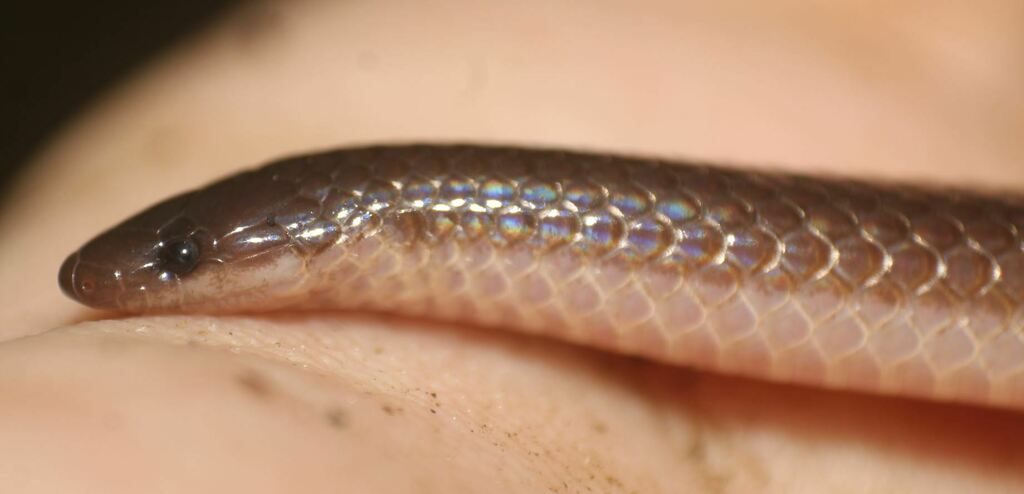 Eastern Worm Snake from Dade County, GA, USA on June 27, 2023 by Mikie ...