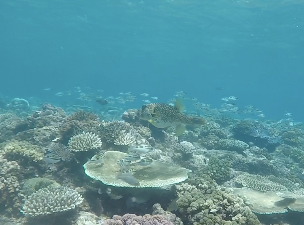 White-spotted Puffer from Vavanga Reef, Solomon Islands on January 6 ...