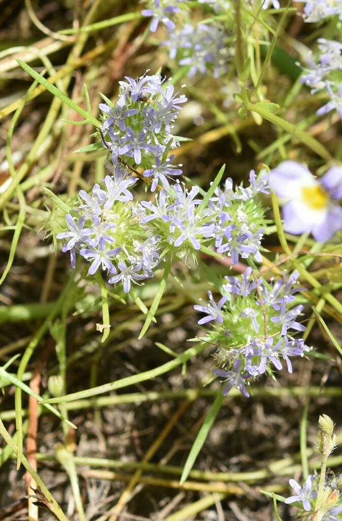 many-flowered navarretia in June 2023 by William Hoyer · iNaturalist