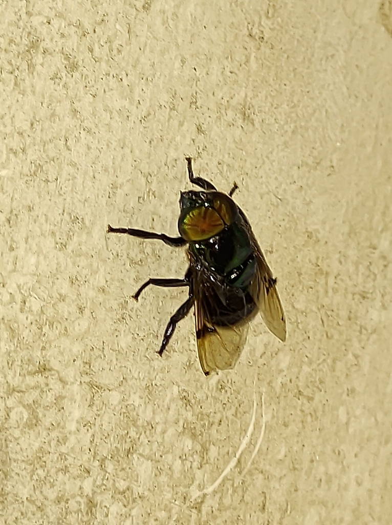 Green Jewel Fly from ERW - Norte - Asa Norte, Brasília - DF, 70722-060 ...