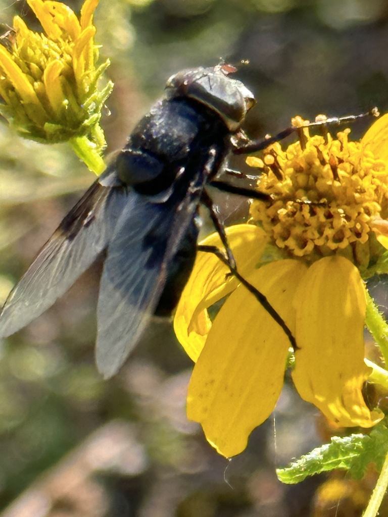 Purple Bromeliad Fly from Mission Trails Regional Park, San Diego, CA ...