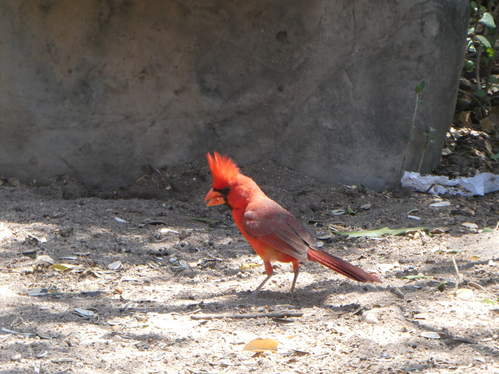 Northern Cardinal from El Chalaton, Alamos, Son., México on June 5 ...