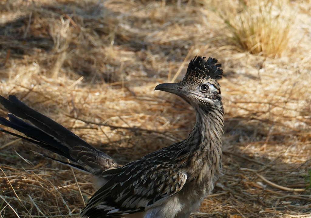Greater Roadrunner from Pima County, AZ, USA on June 27, 2023 at 04:32 ...