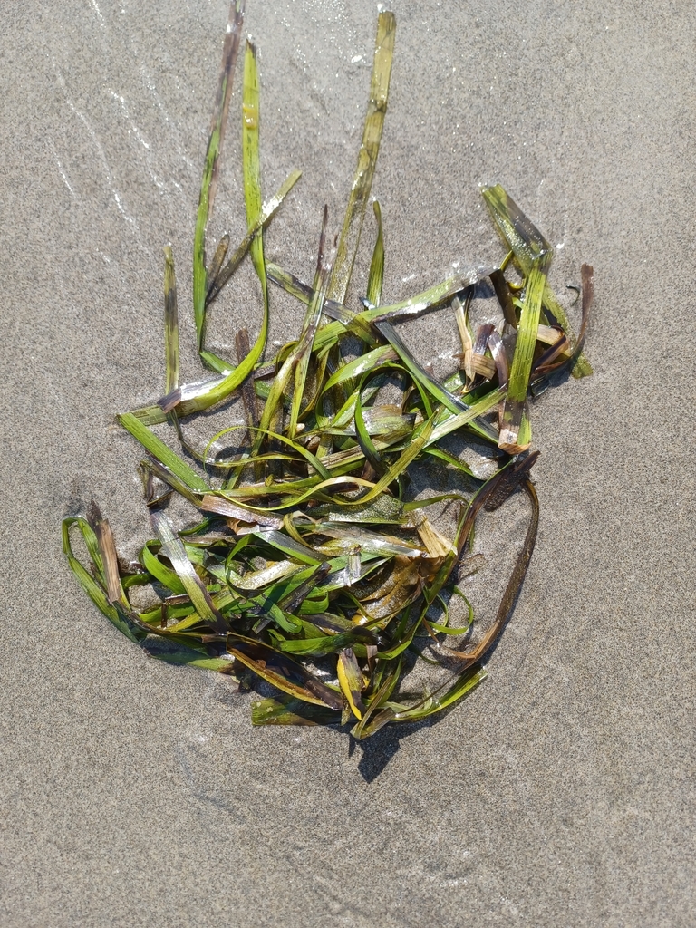 Eelgrass from Pacific County, US-WA, US on June 27, 2023 at 05:03 PM by ...