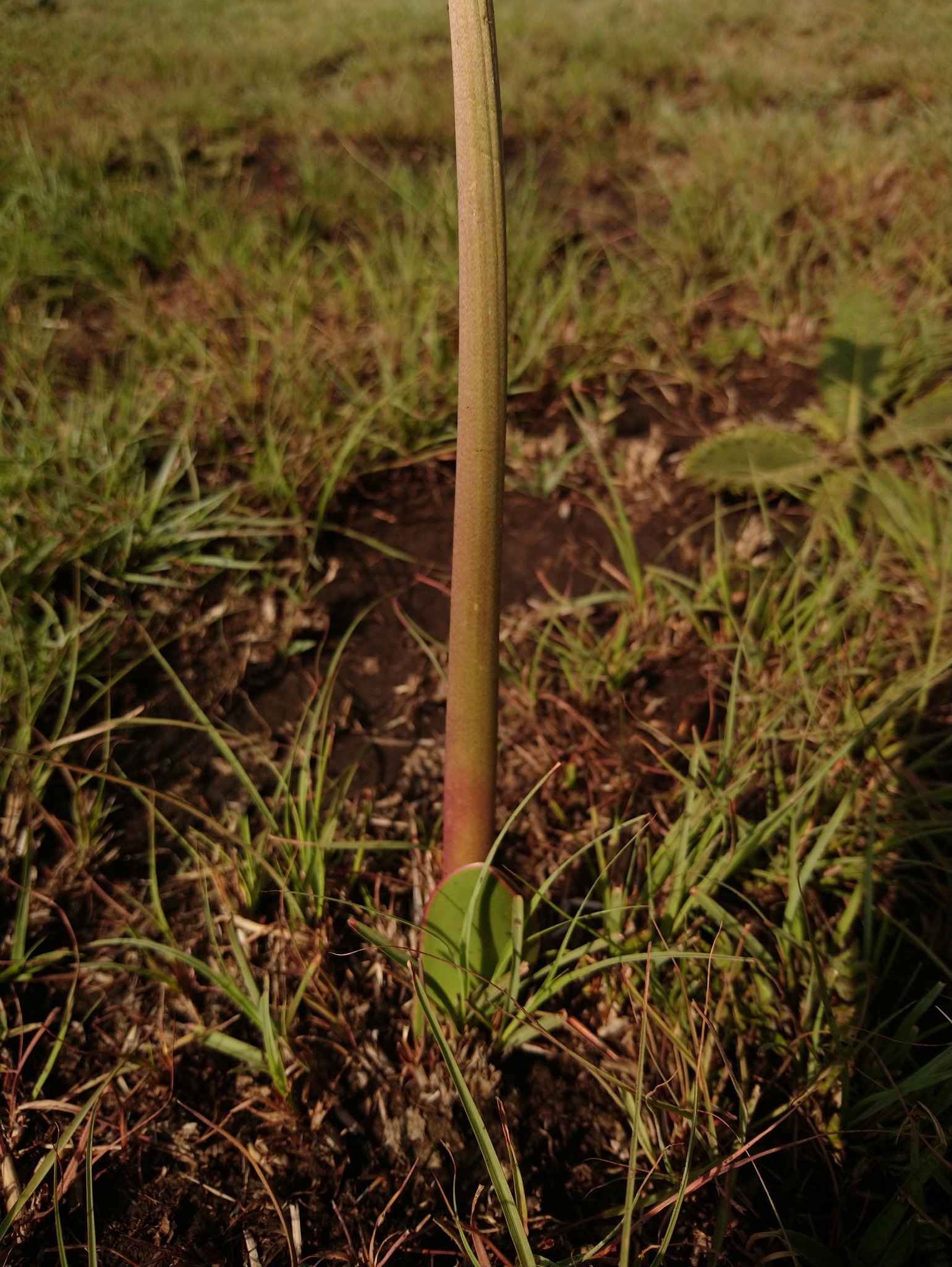 Haemanthus montanus Baker