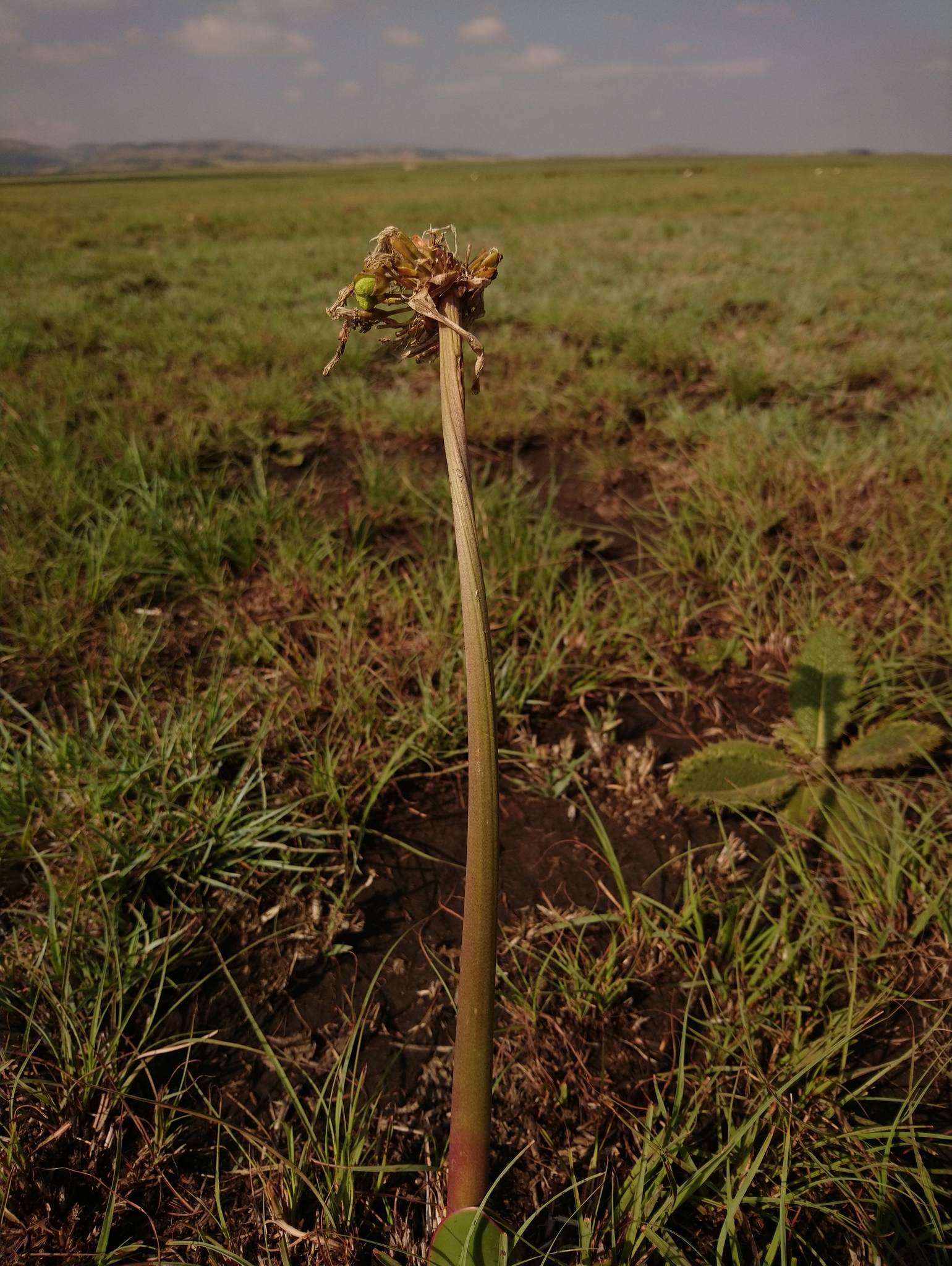Haemanthus montanus Baker