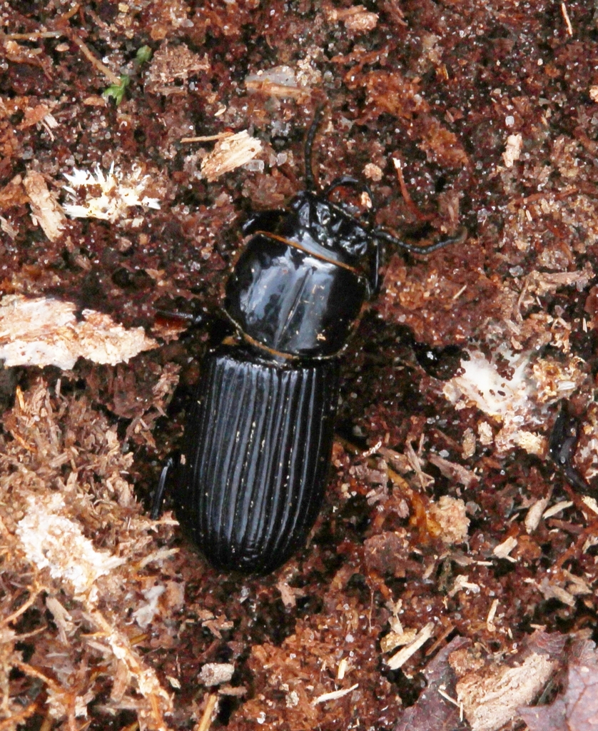 Horned Passalus Beetle from Pemberton Township, NJ, USA on April 22 ...