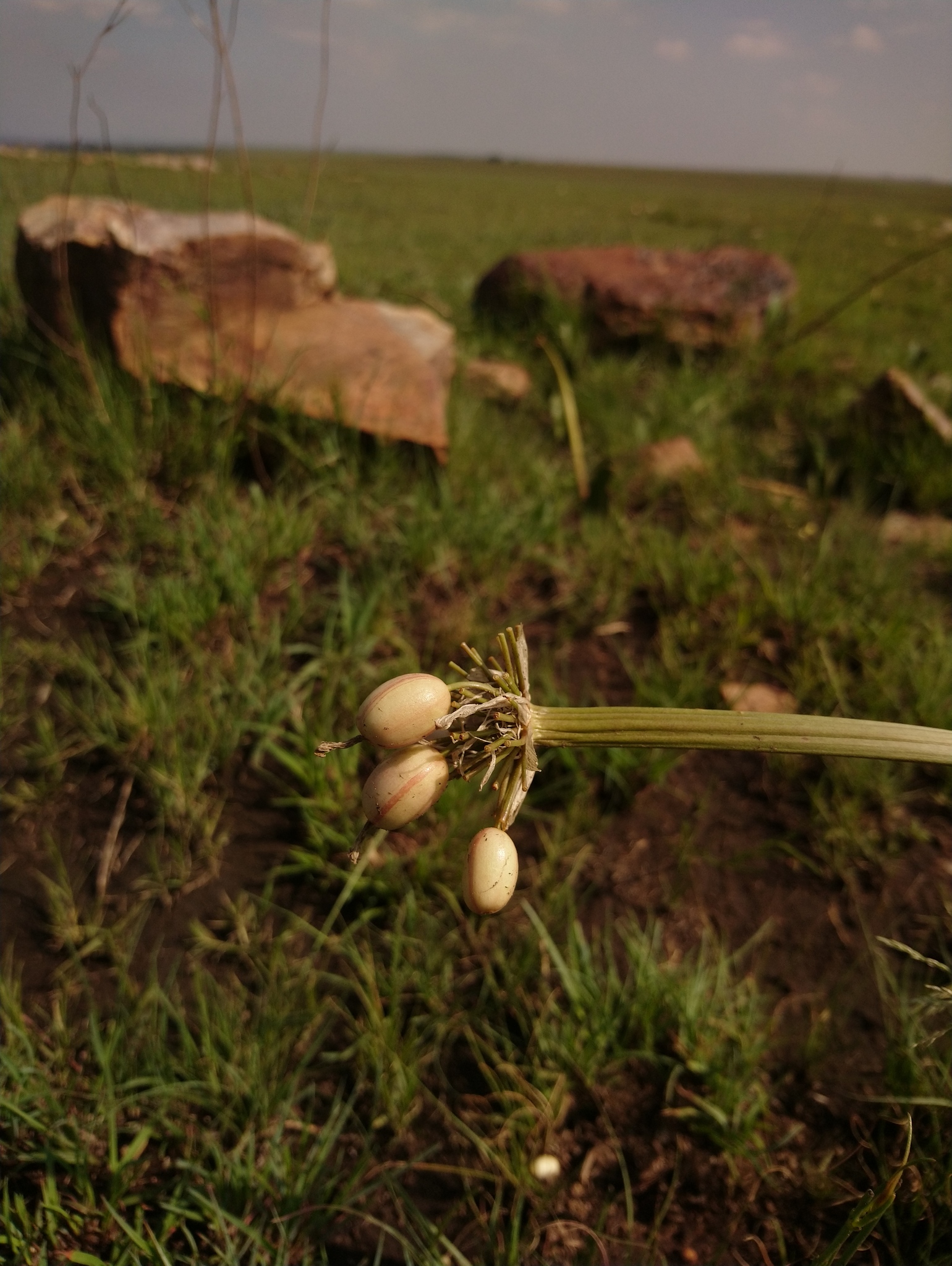 Haemanthus montanus Baker