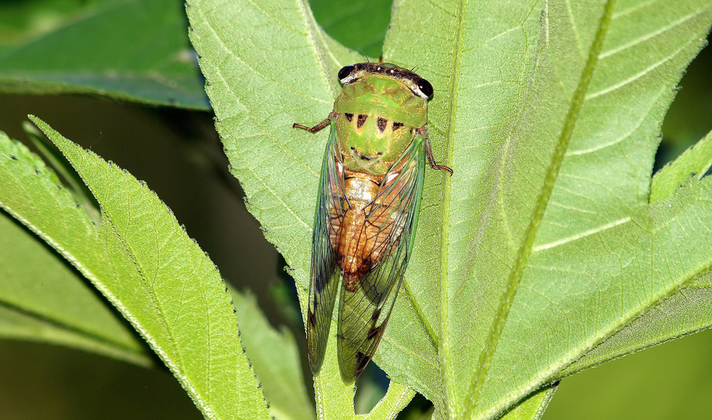 Superb Dog-day Cicada from One Eleven Ranch Park 2121 E Brand Rd ...