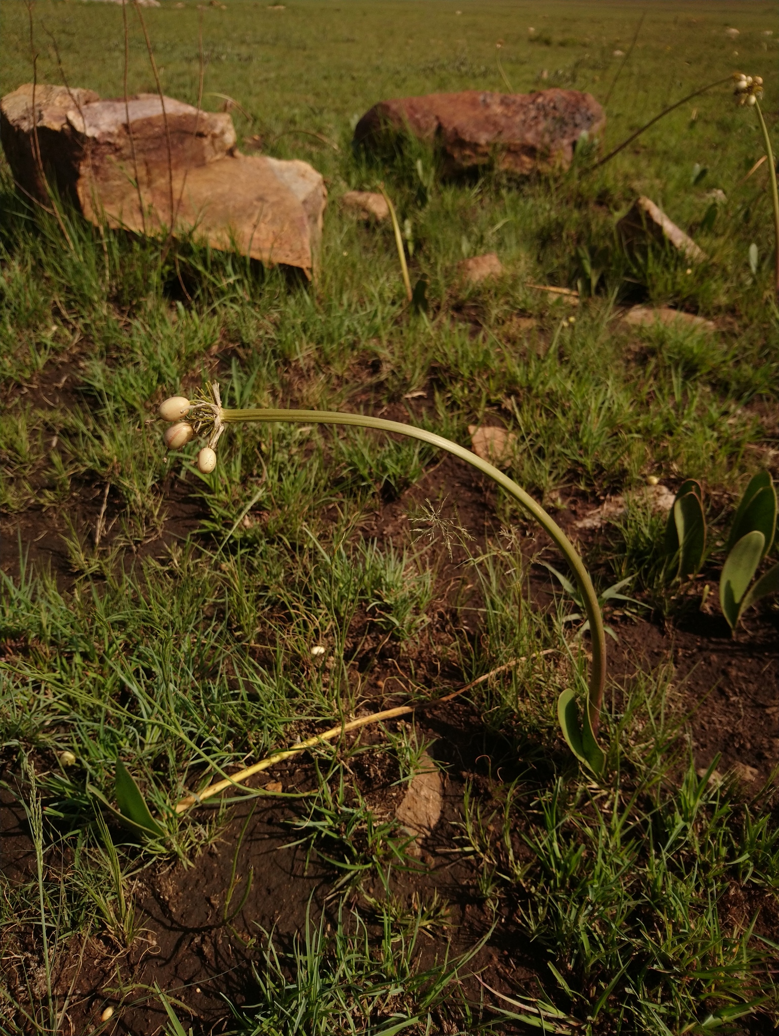 Haemanthus montanus Baker
