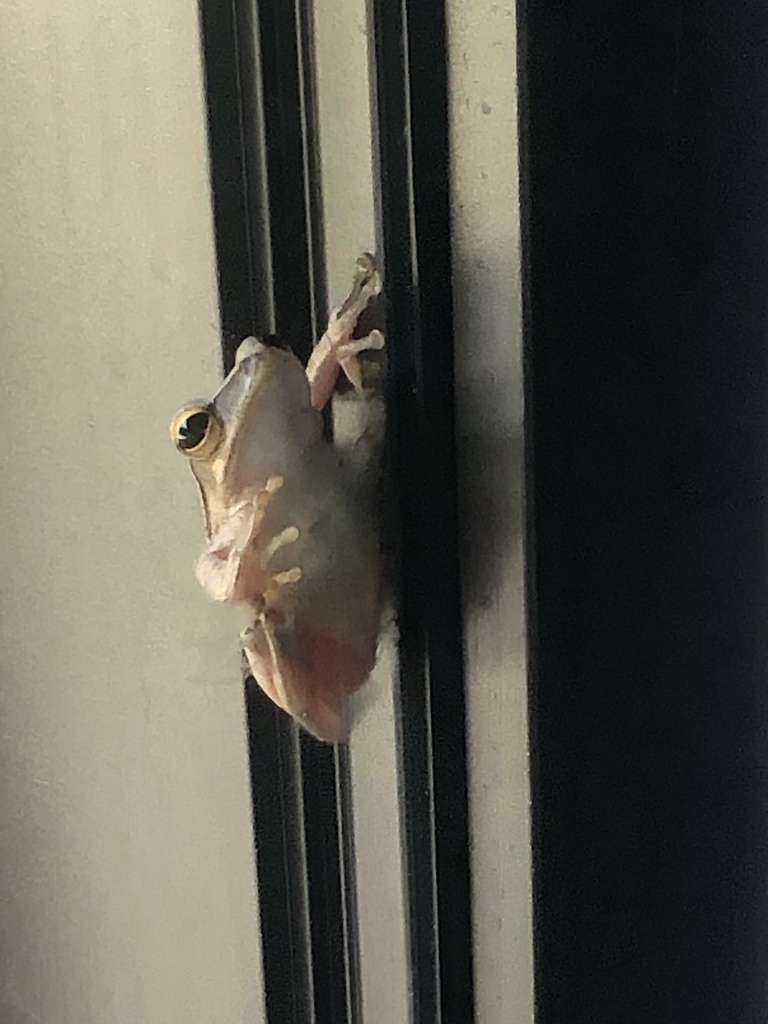 Common Southeast Asian Tree Frog from Khok Kloi, Takua Thung, Phang Nga ...