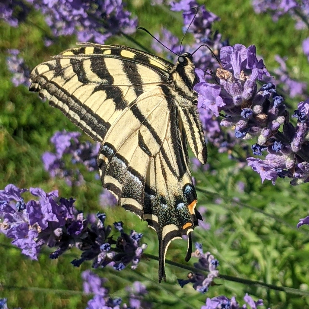 Western Tiger Swallowtail from Comox, BC V9M 1B8, Canada on June 27 ...