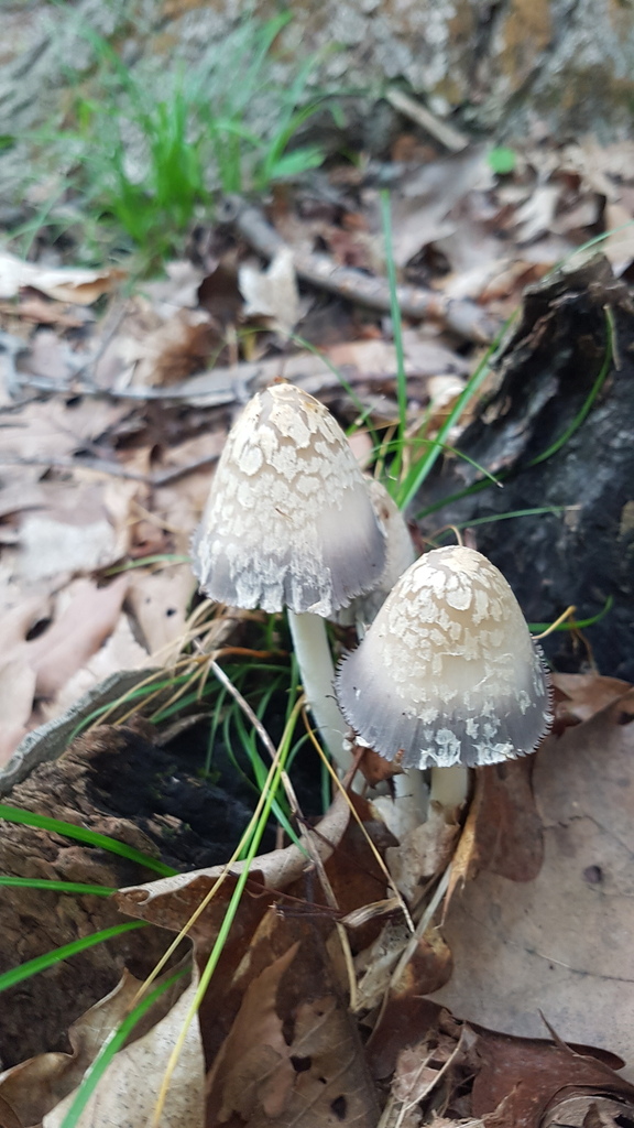 scaly ink cap from Le Vieux-Longueuil, Longueuil, QC, Canada on June 27 ...