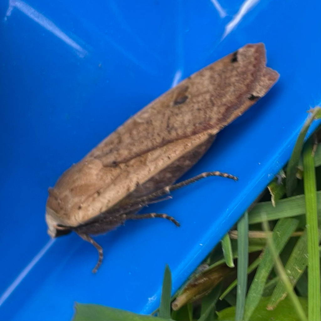 Large Yellow Underwing from Peterborough on June 26, 2023 at 10:35 AM ...
