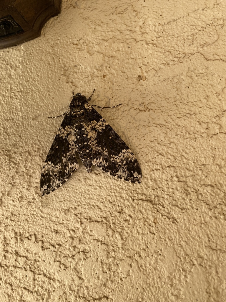 Rustic Sphinx from Comanche Rd NE, Albuquerque, NM, US on June 27, 2023 ...