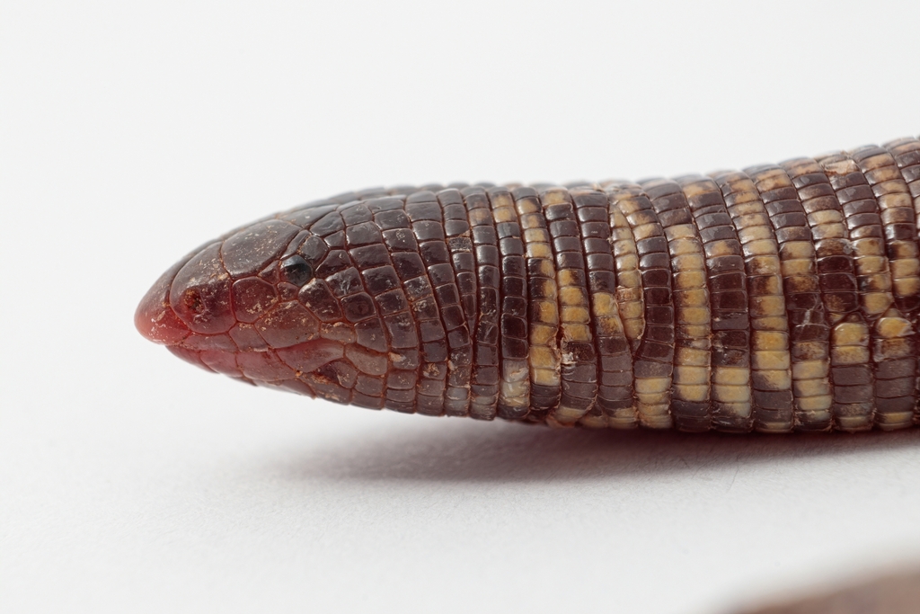 Shorthead Worm Lizards (Trogonophidae) - Snakes and Lizards