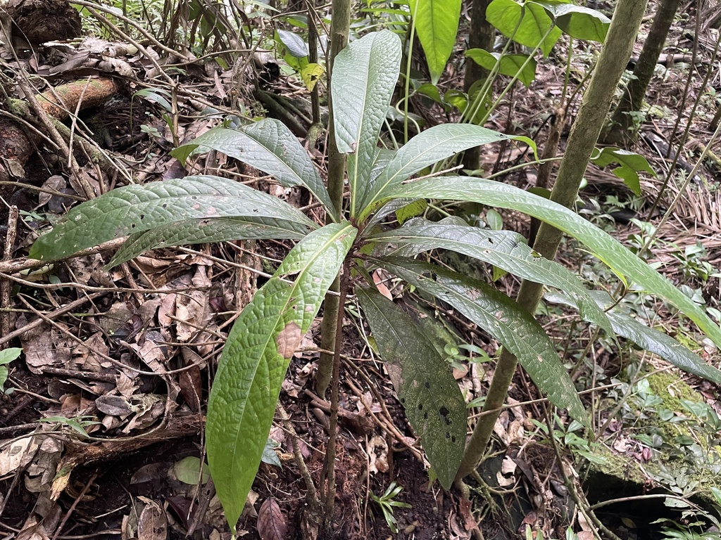 Aniba bracteata in June 2023 by Steve Maldonado Silvestrini · iNaturalist