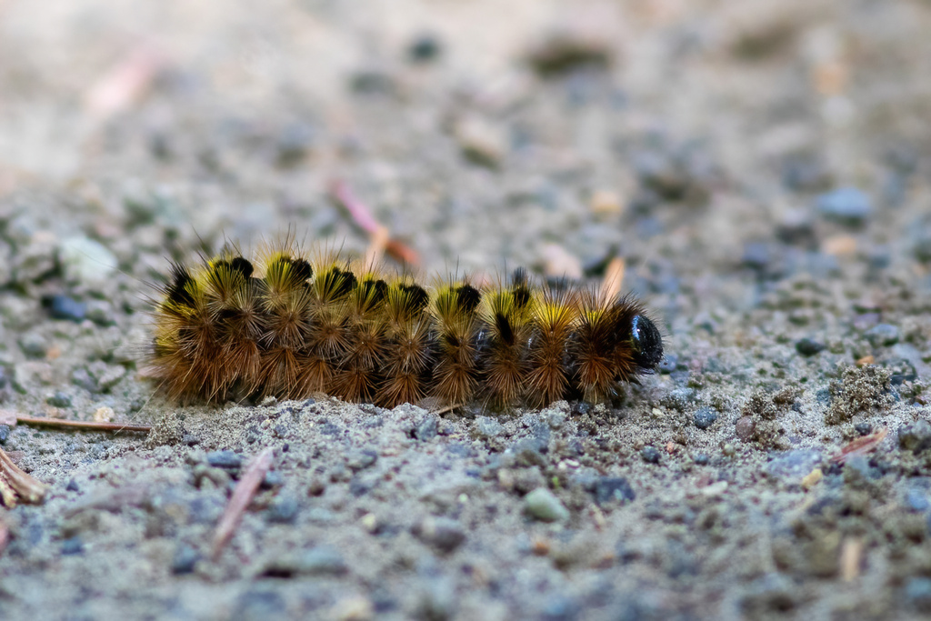 Silver-spotted Tiger Moth from Lane County, OR, USA on June 27, 2023 at ...