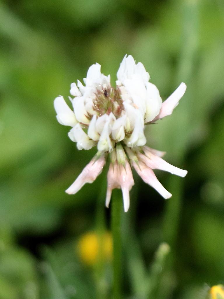 white clover from East Hants, NS, Canada on June 27, 2023 at 08:38 PM ...