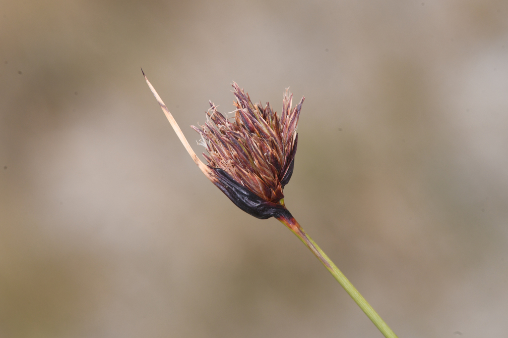 black bog-rush in June 2023 by Chloe and Trevor Van Loon · iNaturalist