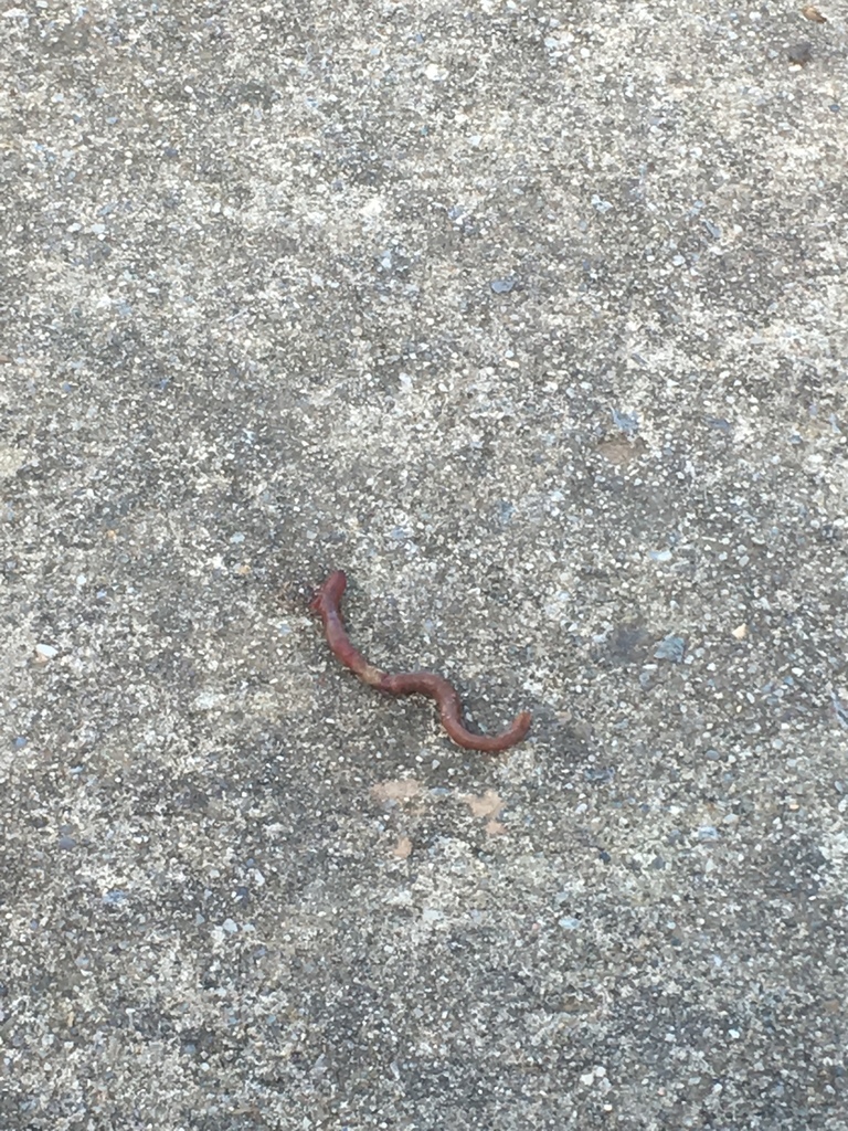 Common Earthworm in December 2018 by Brian Vu. This one seems to have ...