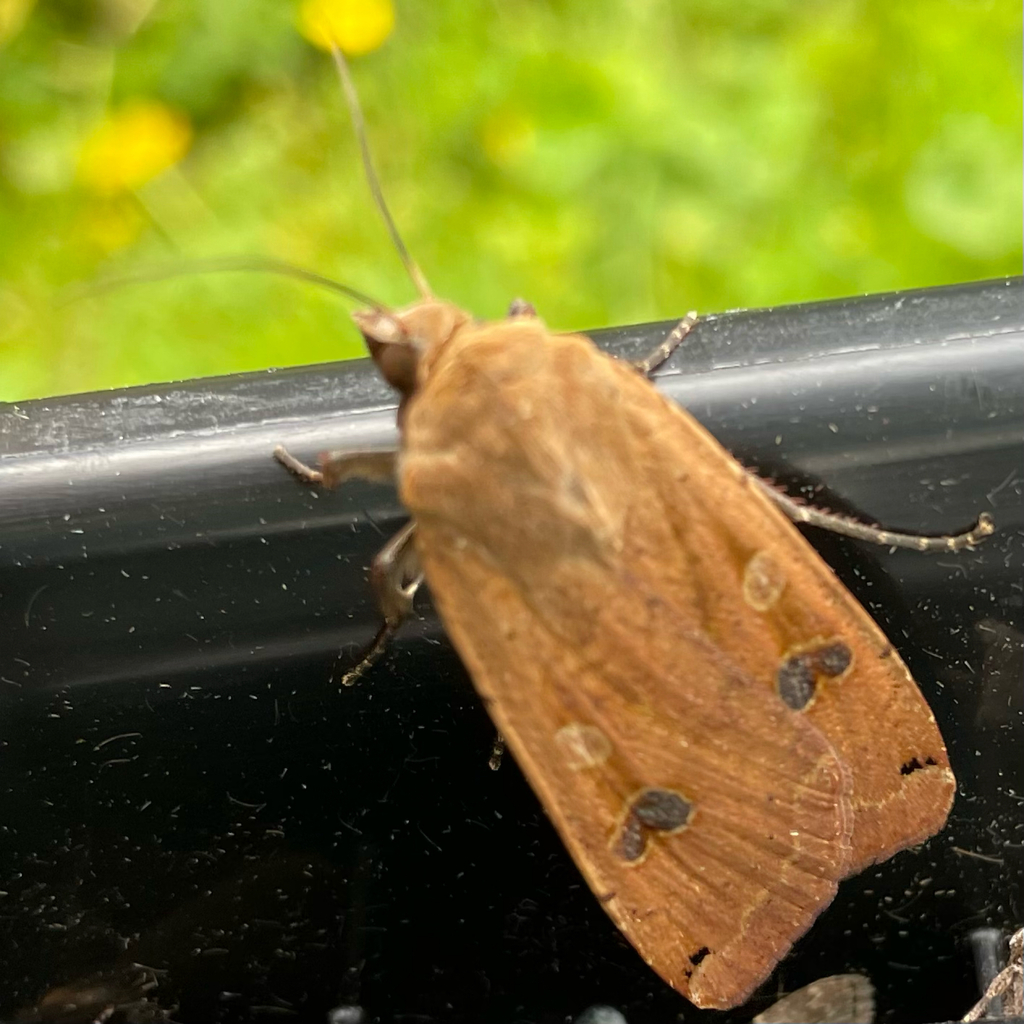 Large Yellow Underwing from Peterborough on June 26, 2023 at 10:23 AM ...