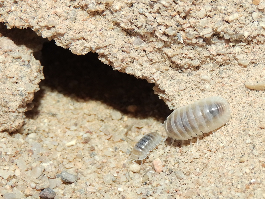 Benito's Reclined Pill Woodlouse from Rocky Point, Sonora, Mexico on ...