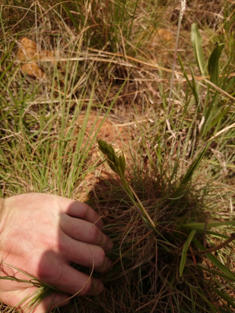 Drooping-Yawning Harlequin in December 2018 by Casper van Zyl · iNaturalist