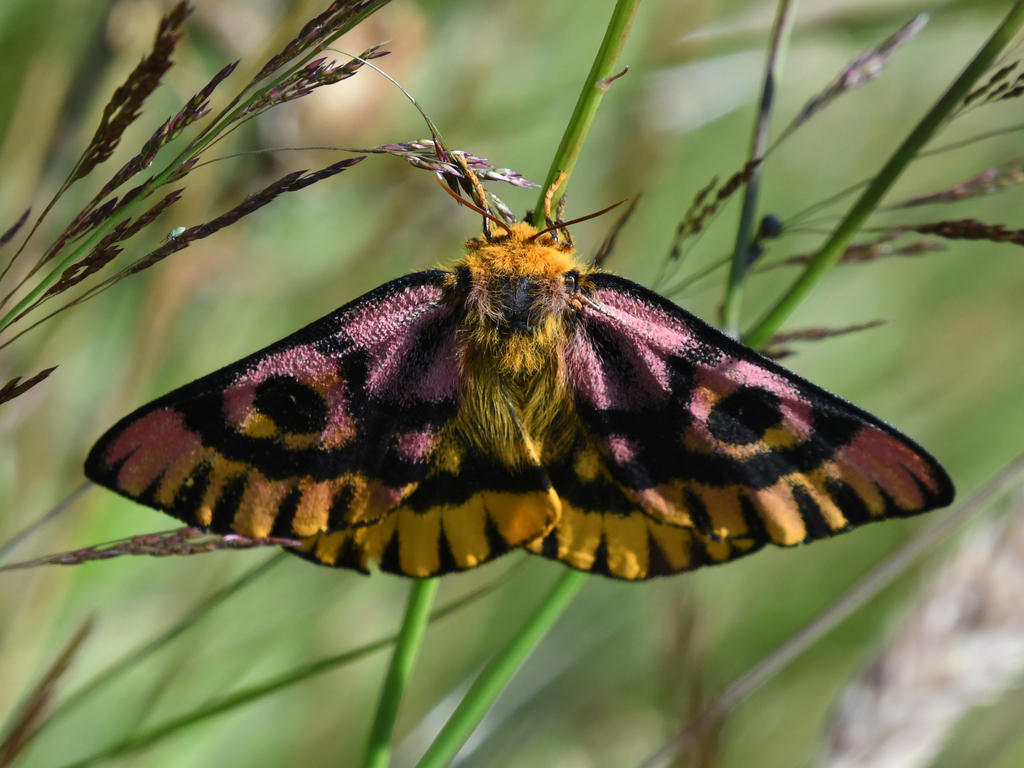 Western Sheep Moth from Oak Bay, BC, Canada on June 27, 2023 at 04:26 ...