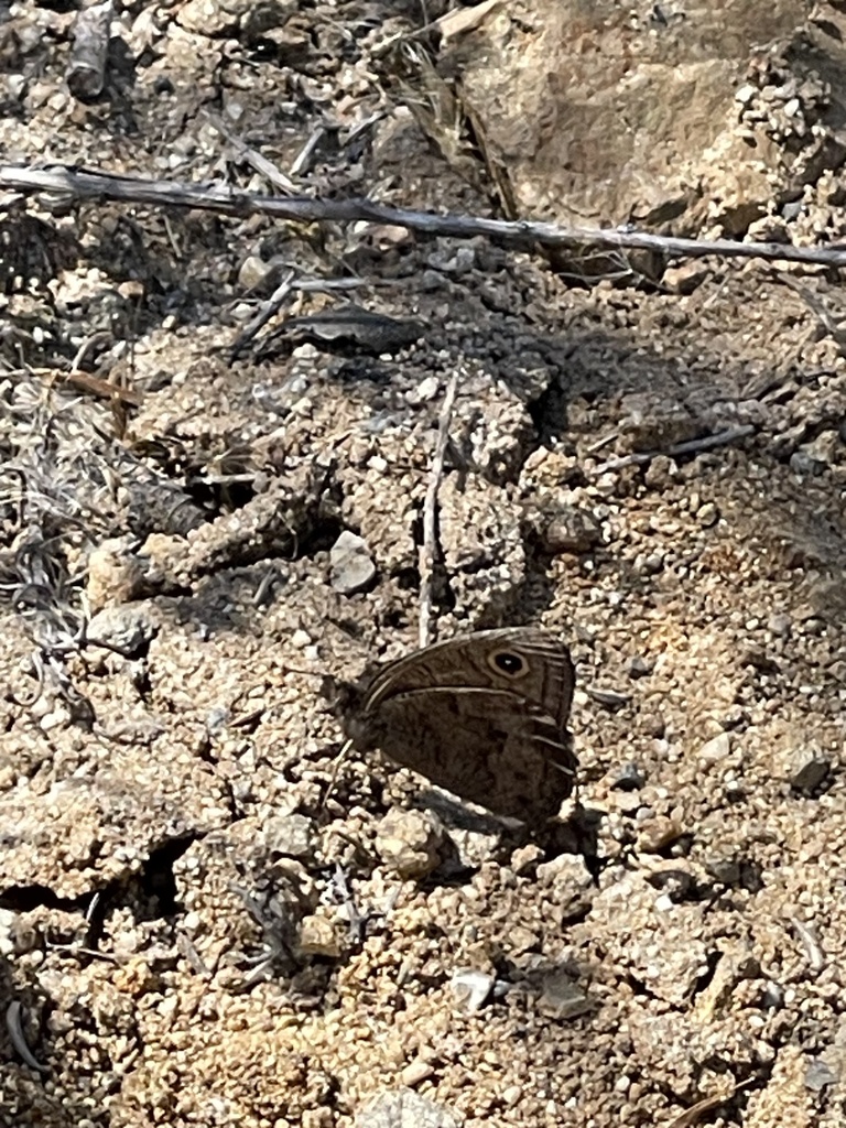 Great Basin Wood-Nymph from Ronald W. Caspers Wilderness Park, Trabuco ...
