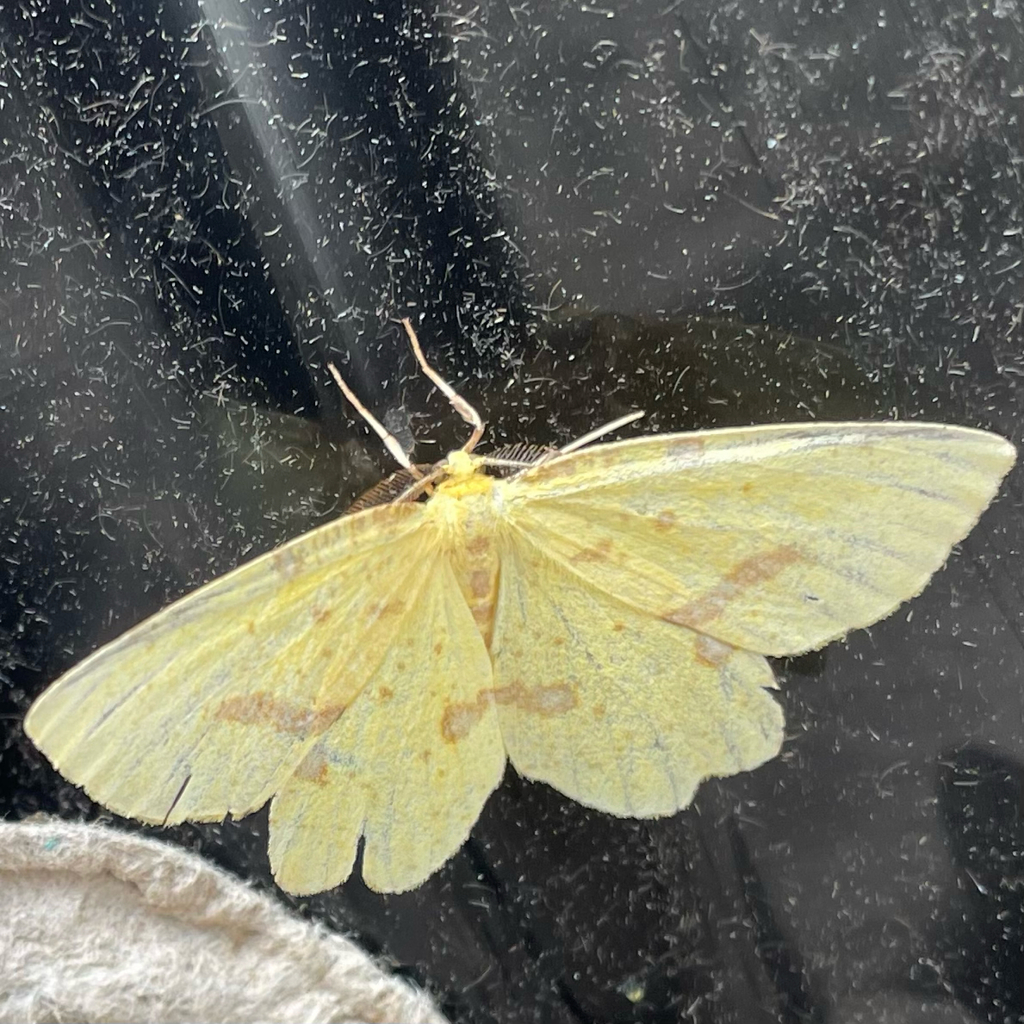 Crocus Geometer Moths from Peterborough on June 26, 2023 at 10:10 AM by ...