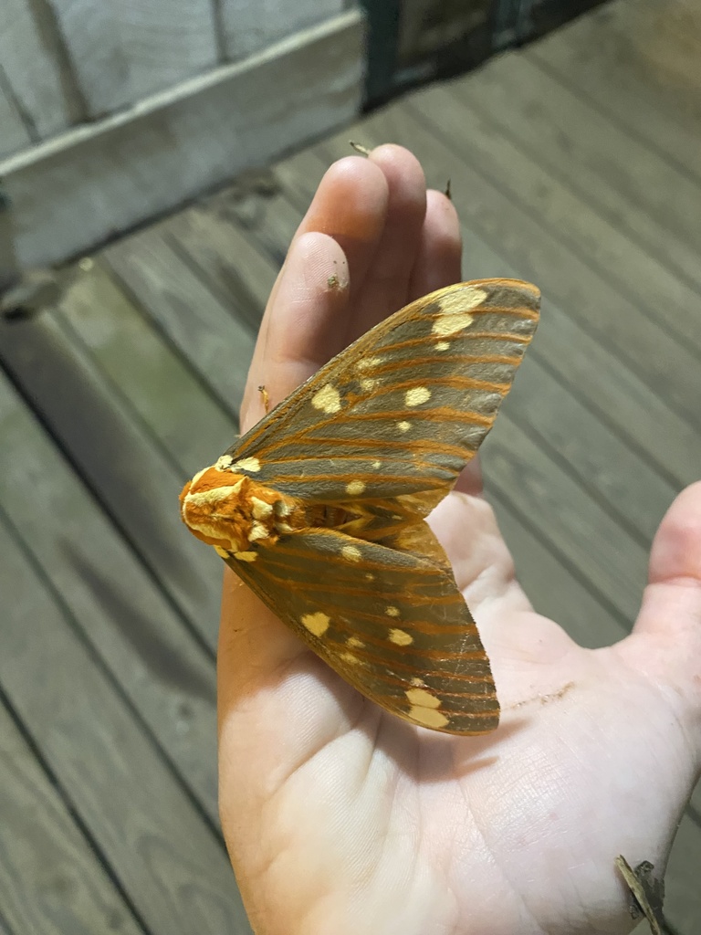 Regal Moth from Ozark-St. Francis National Forests, Ozark, AR, US on ...