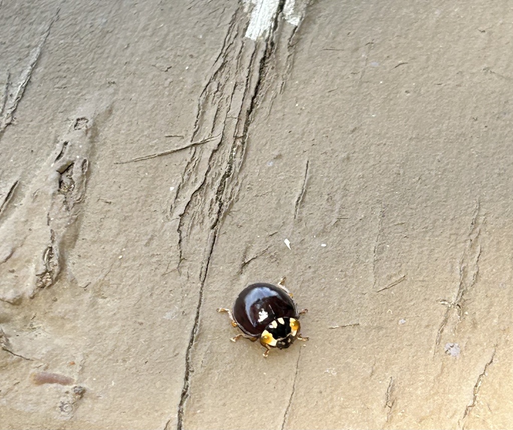 Fifteen-spotted Lady Beetle from Saint Croix National Scenic Riverway ...