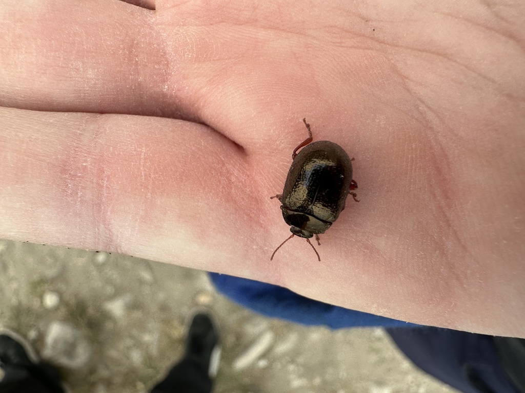 Bronze Beetle from Davenport, CA 95017, USA on June 16, 2023 at 07:23 ...