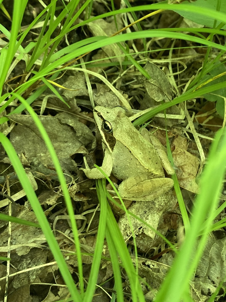Wood Frog from Fair Haven, VT, US on June 22, 2023 at 12:33 PM by er ...
