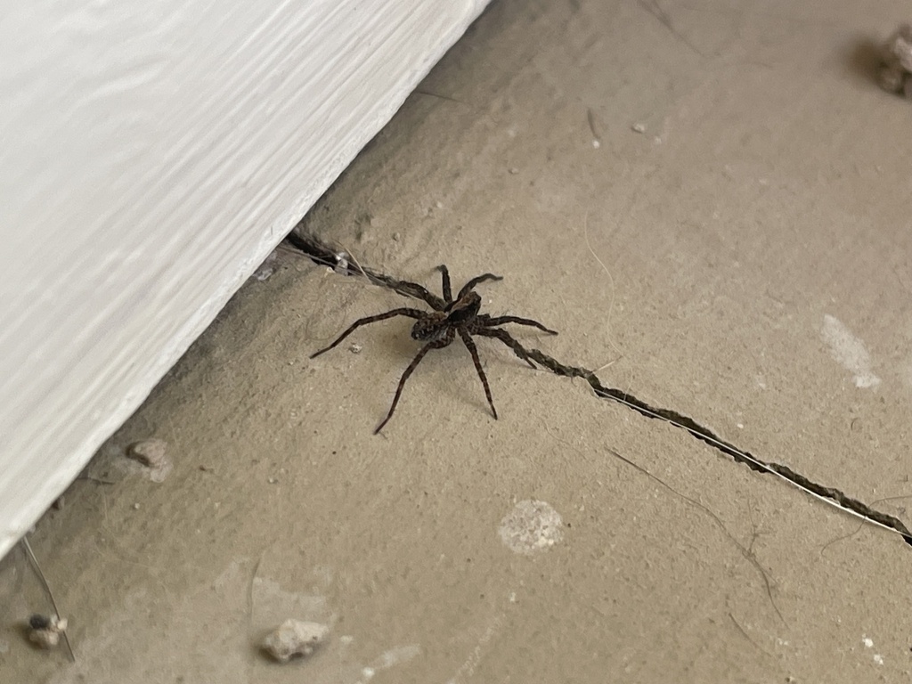 Thin-legged Wolf Spiders from Linden Ave, Victoria, BC, CA on June 27 ...