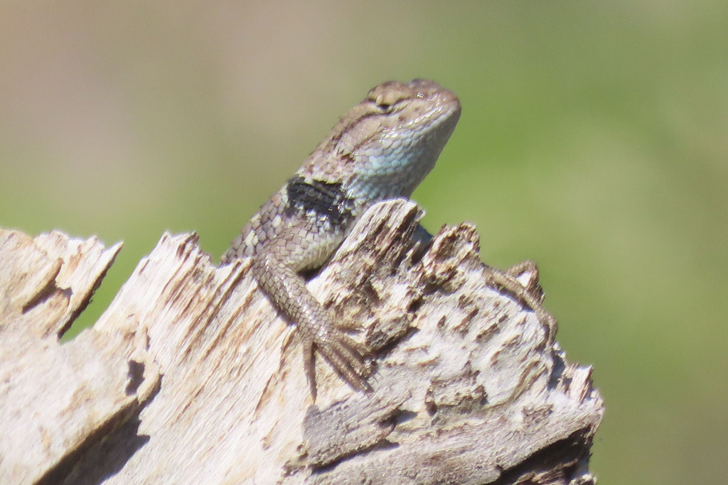 Desert Spiny Lizard from Riverside County, CA, USA on June 27, 2023 at ...