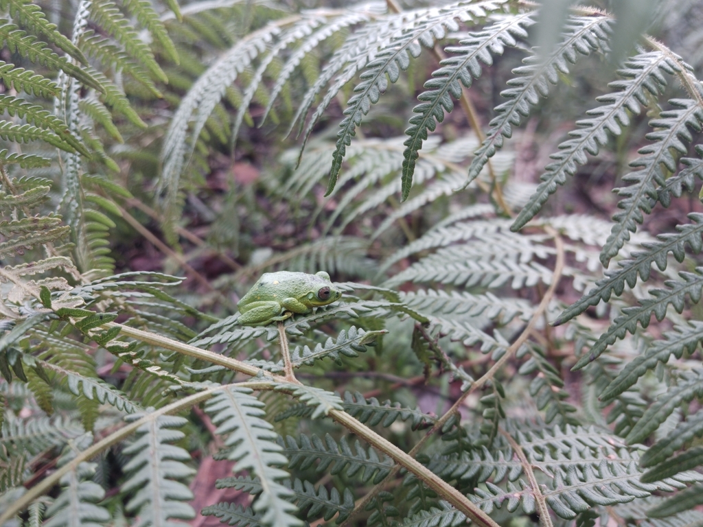Indigo Bush Frog from Kalasa, Karnataka 577124, India on June 26, 2023 ...