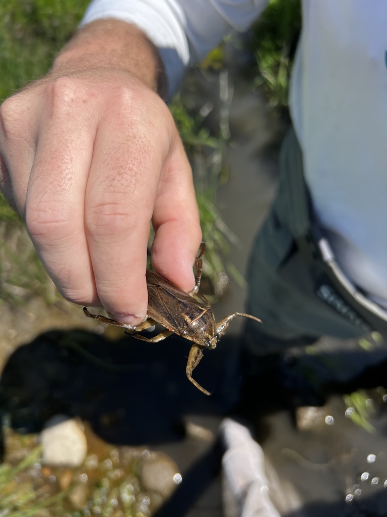 American Giant Water Bug from Clear Lake, SD, US on May 30, 2023 at 11: ...
