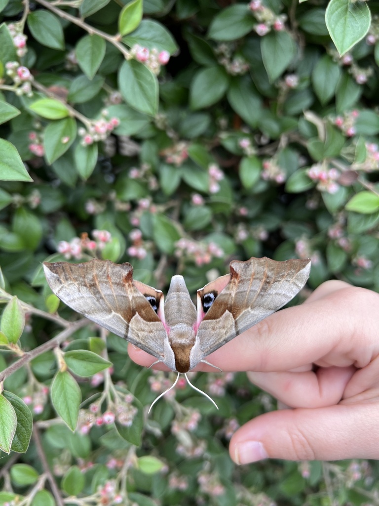 Southwestern Eyed Sphinx from Bayside Rd, Arcata, CA, US on June 26 ...