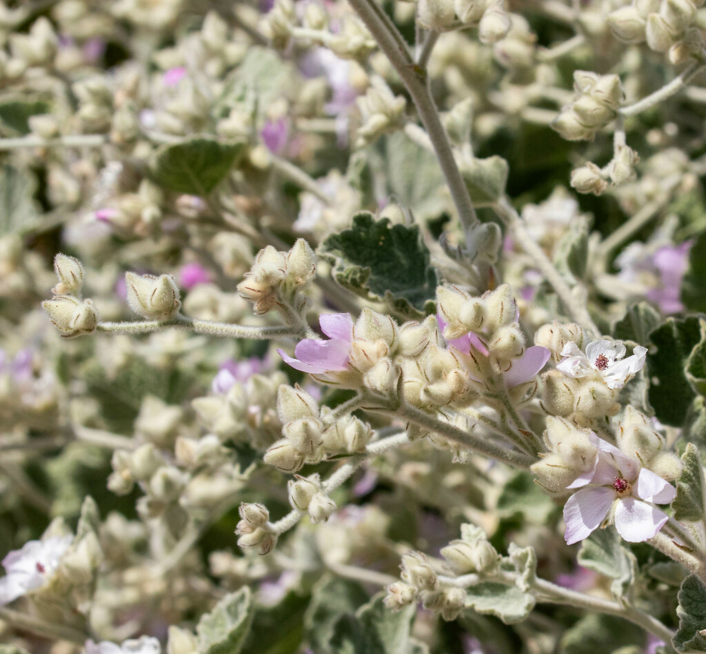 Fremont's bush-mallow from Mount Diablo SP Muir Picnic Area, Contra ...