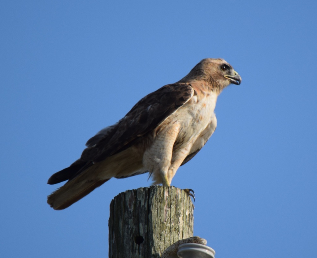 Red-tailed Hawk from Folly Beach, SC, USA on June 27, 2023 at 05:37 PM ...