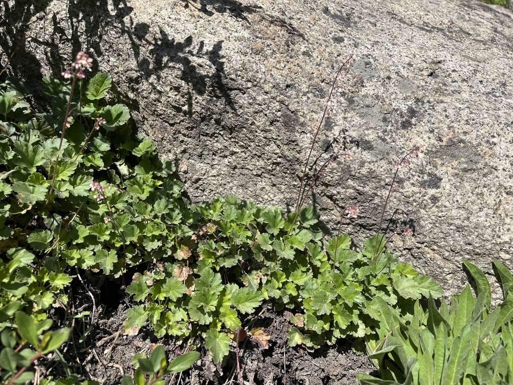 pink alumroot from Lake Tahoe Basin Management Unit, Georgetown, CA, US ...