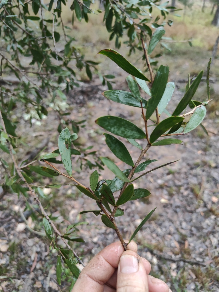 dicots in August 2022 by Queensland Trust for Nature · iNaturalist